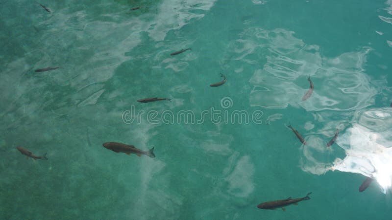 Fish in a clear lake stock image. Image of water, clear - 175828157