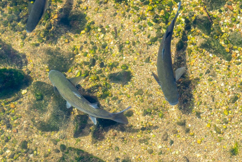 Fish in Clear Water Close Up Top View Stock Image - Image of farm ...