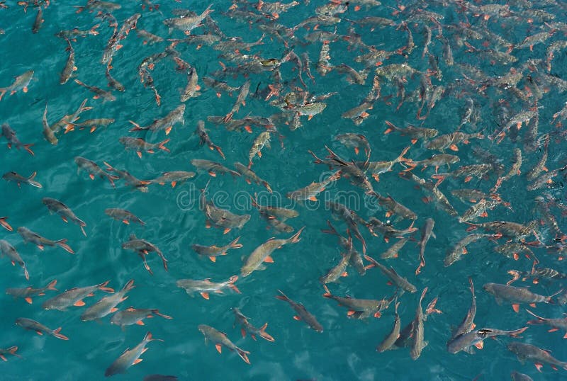 Fish in clear water. stock photo. Image of beautiful - 54100794