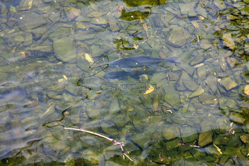 Fish in clear water stock image. Image of swim, lazy - 54727263