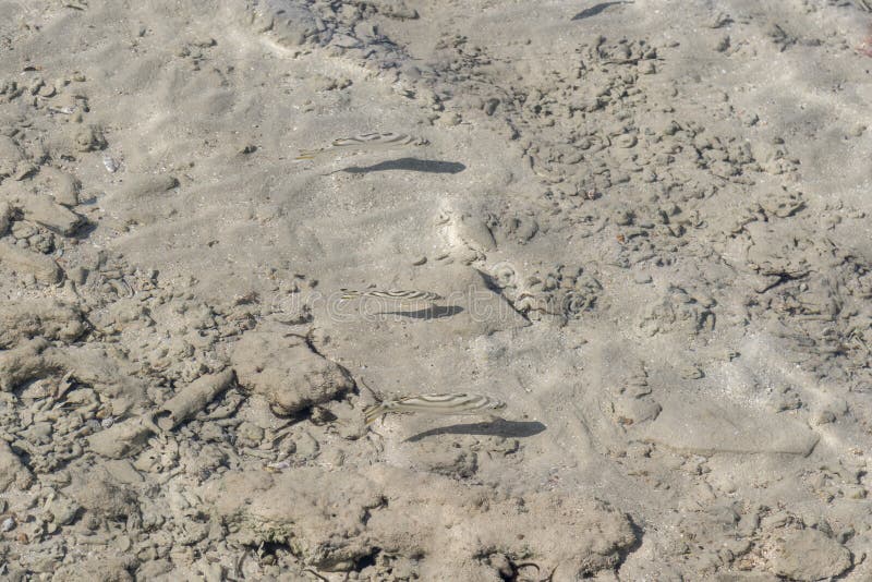 Fish in Clear Water in Shallow Water. Surface of Transparency Sea with ...