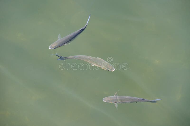 Fish in the Clear Water, Top View Stock Image - Image of herd ...