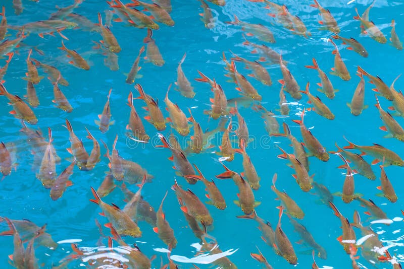 1,148 Fish Clear Water View Above Stock Photos - Free & Royalty-Free ...