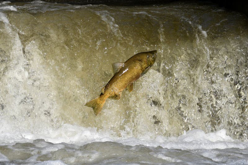 Fish Climbing a Fish Ladder Stock Photo - Image of spawning, splashing ...