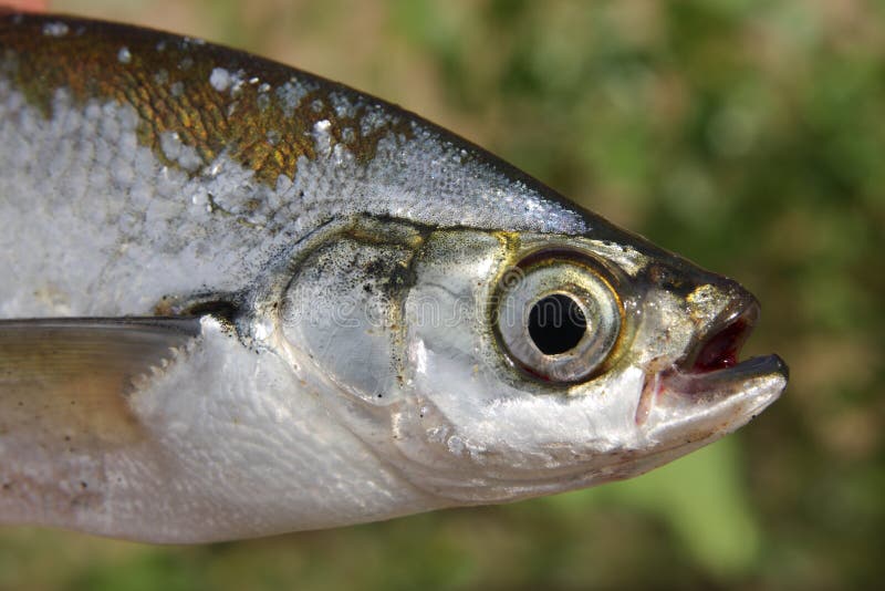 Fish close-up stock image. Image of close, fresh, river - 10156635