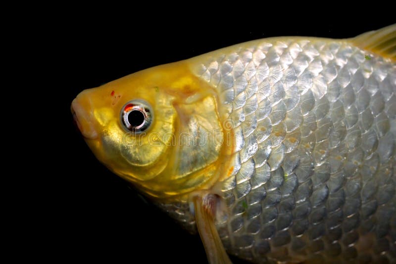 Fish close up stock photo. Image of diving, marine, fish - 12191650