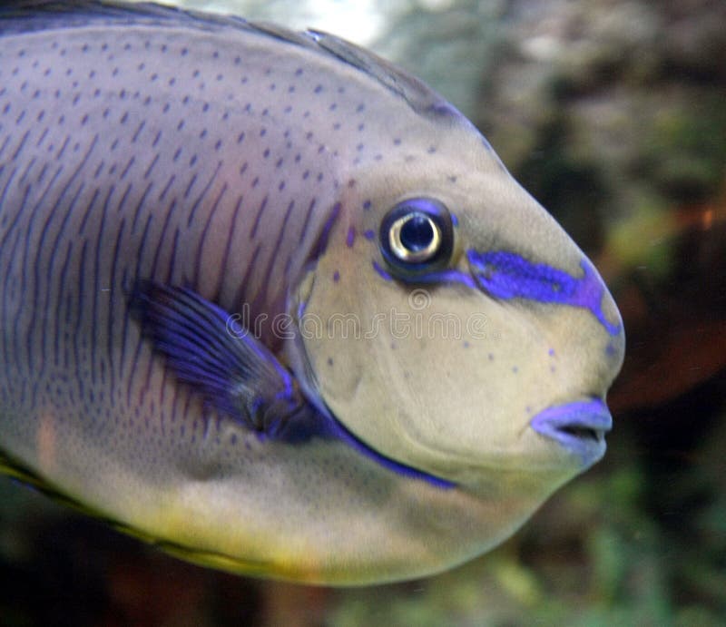 Fish eye close up stock photo. Image of green, backdrop - 26521764