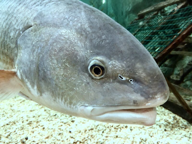 Fish close up stock image. Image of water, saltlife, nature - 57444921