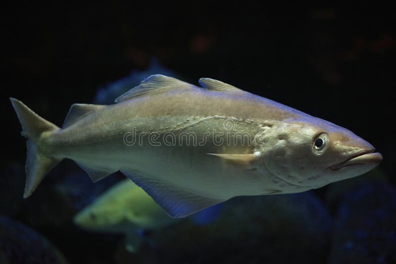 Fish Close Up in Dark Waters in Denmark. Underwater Photo Stock Image ...