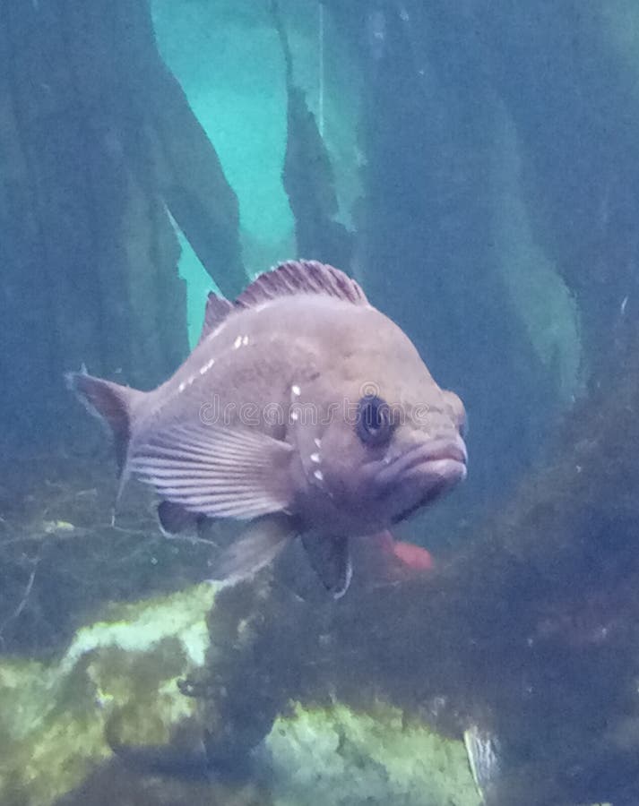 Fish on a close-up stock image. Image of organism, animals - 98294717