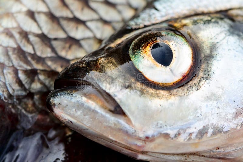 Fish without eyeball stock photo. Image of nature, skull - 179794172