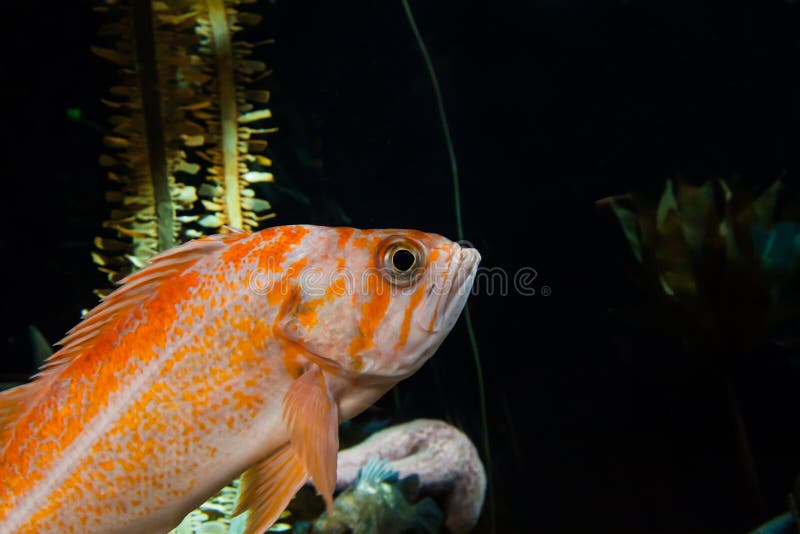 Fish close up stock photo. Image of ocean, natural, saltwater - 34850512
