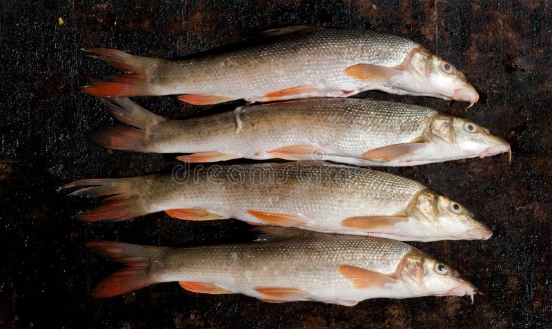 Fish stock image. Image of outdoor, full, fish, action - 48739757