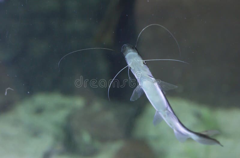 671 Scared Fish Stock Photos - Free & Royalty-Free Stock Photos from ...