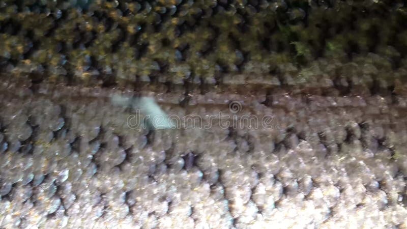 Fish Closeup with a Gray or Grey and Silver Shiny Skin Scales Stock ...