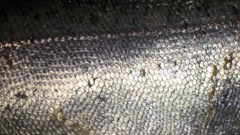 Fish Closeup with a Gray or Grey and Silver Shiny Skin Scales Stock ...