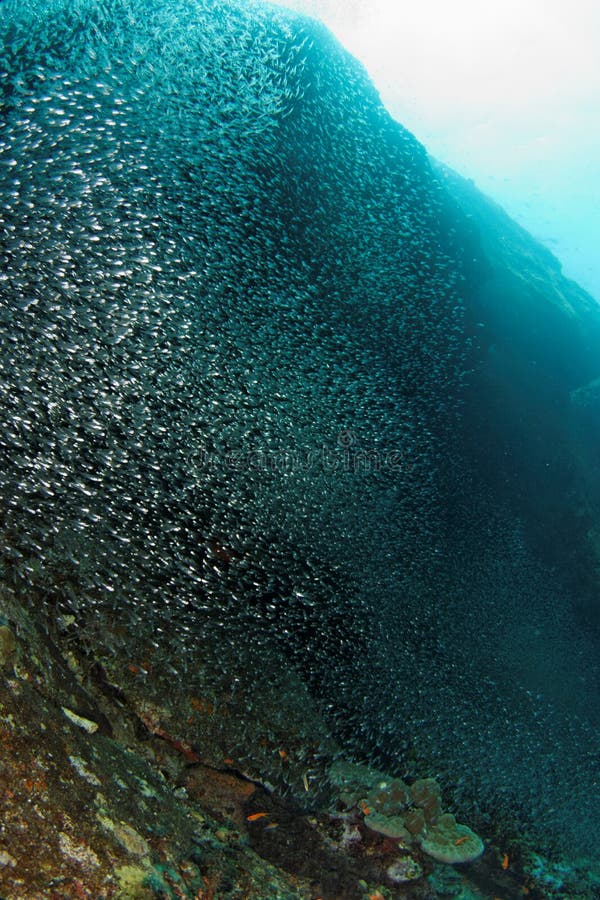 Fish cloud - Andaman Sea stock photo. Image of atoll - 21756318