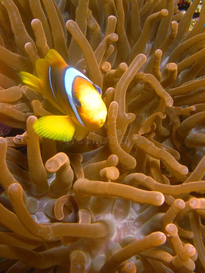 Fish-clown stock image. Image of deep, anemones, fauna - 12760307