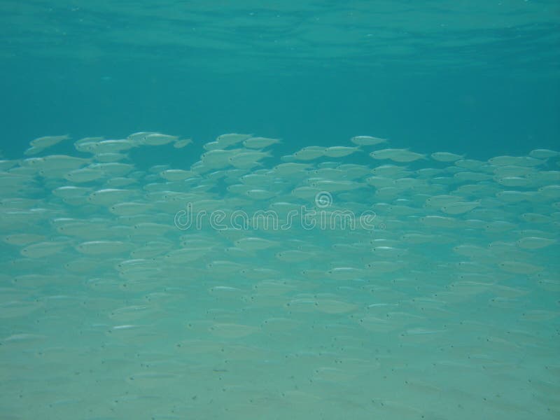 Fish stock photo. Image of cluster, beach, sealife, life - 54568032