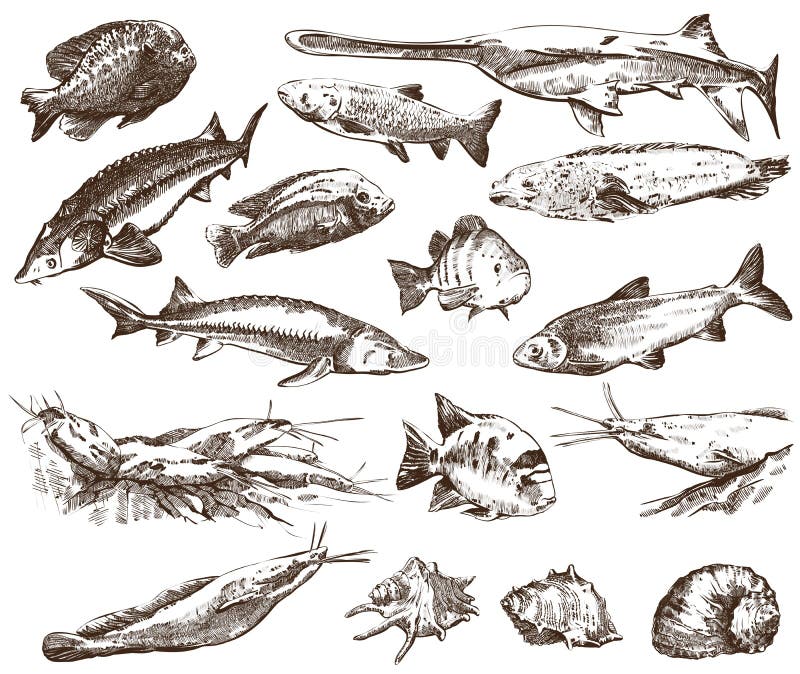 Art Fish Collection, Sketch for Your Design Stock Vector - Illustration ...