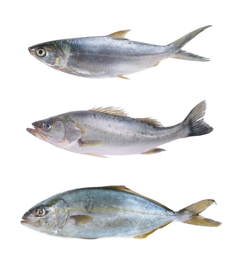 569 Muskie Fish Stock Photos - Free & Royalty-Free Stock Photos from ...