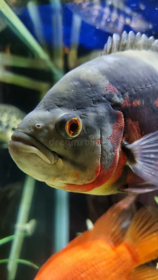 Fish Collection at Jatim Park 2 Aquarium Stock Image - Image of fish ...