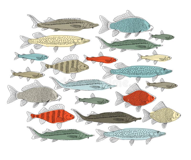 Art Fish Collection, Sketch for Your Design Stock Vector - Illustration ...