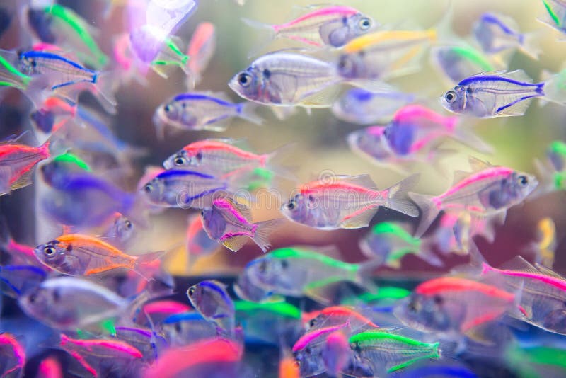 Fish in Color in Fresh Water Stock Photo - Image of liquid, happiness ...