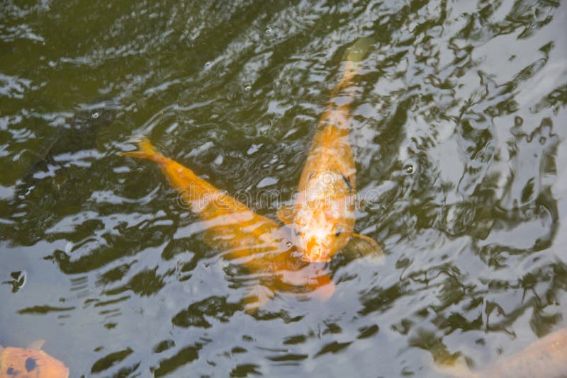 Fish stock image. Image of indonesia, bali, clean, water - 72069187