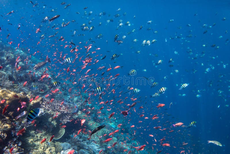 Fish Colours stock image. Image of coral, ocean, school - 106681649