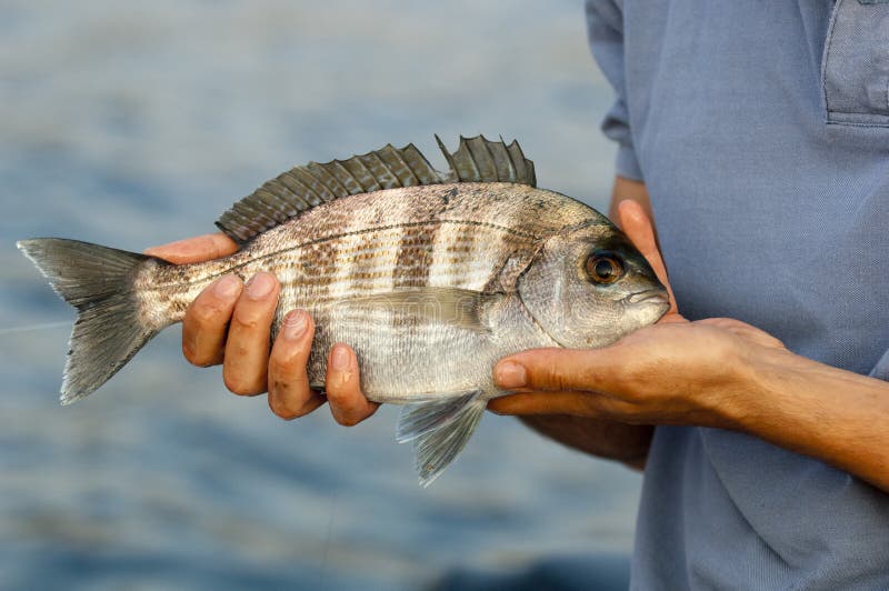 Garrick fish stock image. Image of reef, marine, lichia - 55328383