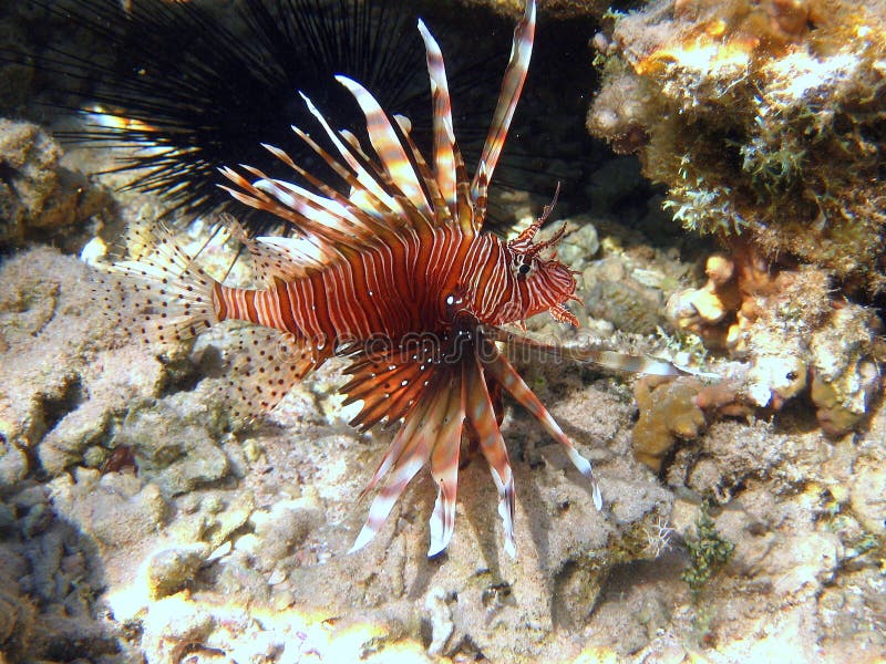 Fish : Common Lionfish stock image. Image of volitans - 4398579