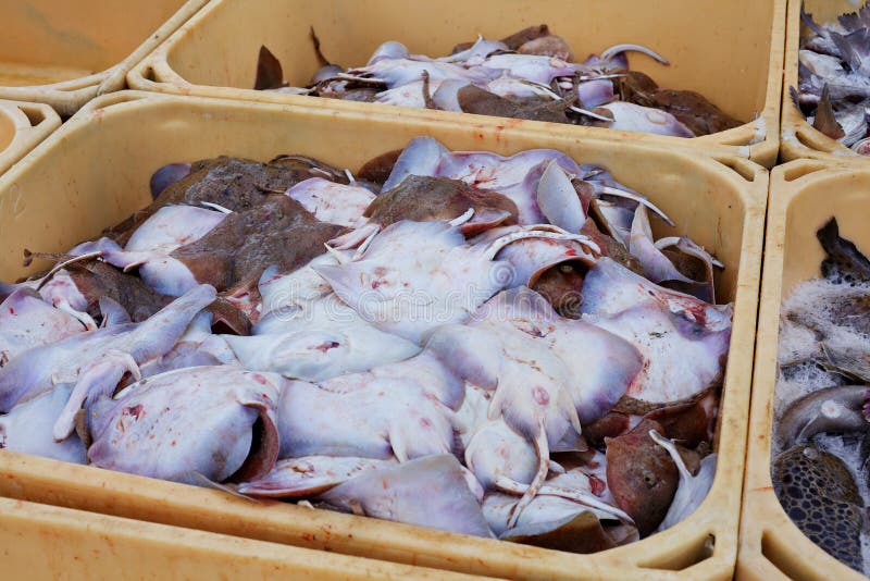 Fish in containers stock image. Image of barrel, factory - 30811753