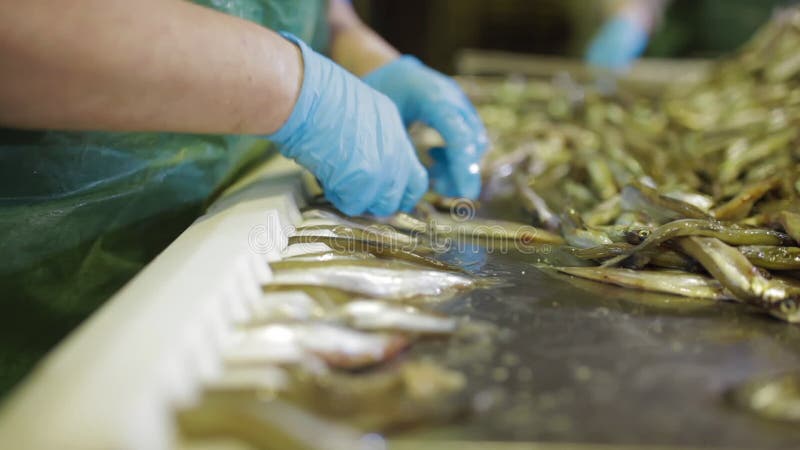 Female Worker in Blue Gloves Selecting Fish for Smoking. Fish Conveyor ...