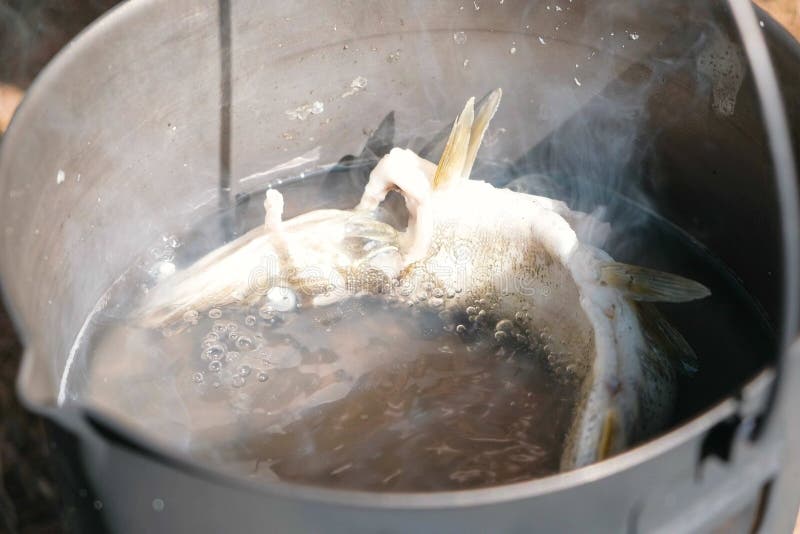 Fish is Cooked in a Pot in Nature. Stock Photo - Image of nature, dish ...