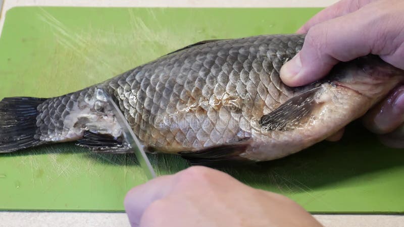 Fish Cooking. Cleaning River Fish from Scales Stock Footage - Video of ...