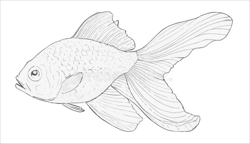 Vector Illustration of Fish, Realistic Art Drawing in Black and White ...