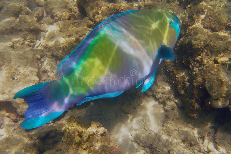 Weaver in Coral tree 1 stock image. Image of weavers - 76518687