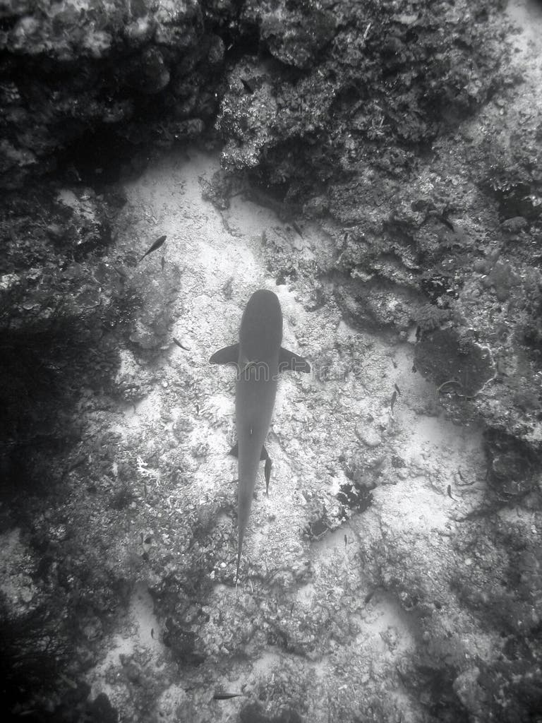 1,826 Top View Underwater Coral Reef Stock Photos - Free & Royalty-Free ...