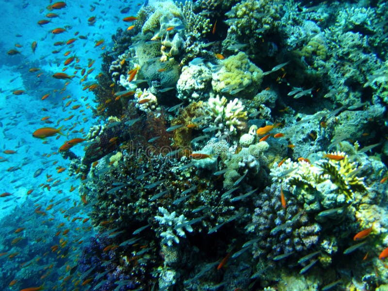 Fish and Coral Reef in Red Sea Stock Image - Image of reef, blue: 85043931