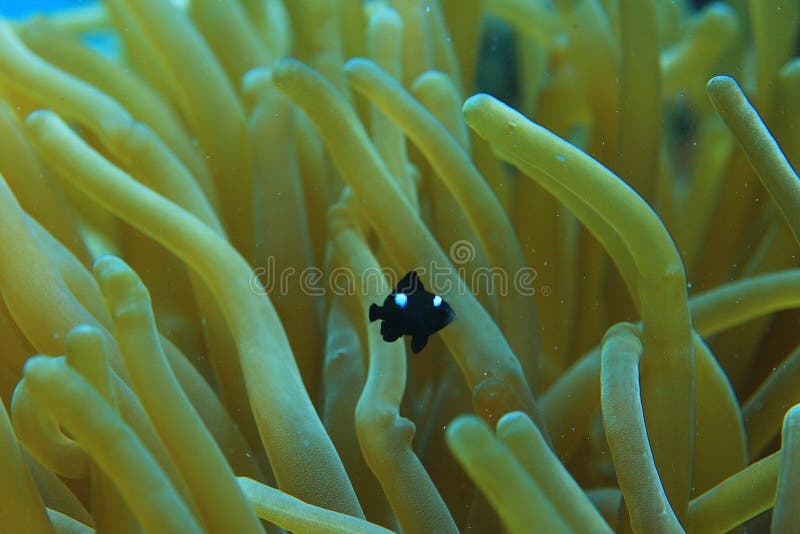 Unusual saltwater fish stock photo. Image of beauty, aquarium - 69555528