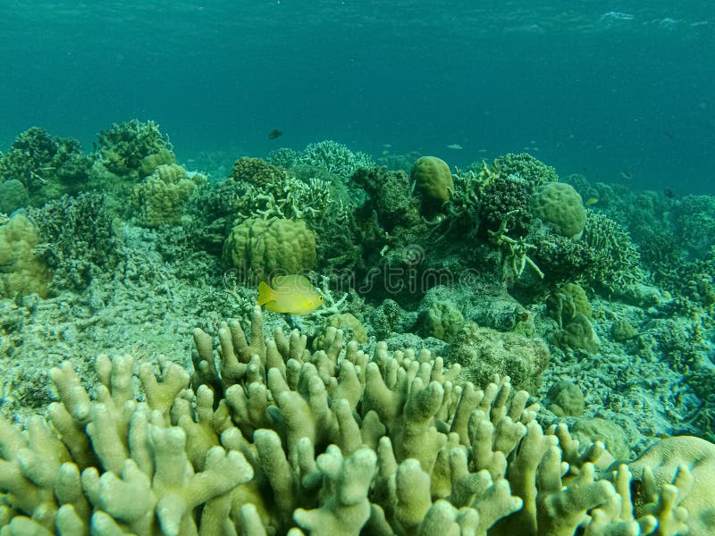 A fish among coral reefs stock image. Image of biology - 352462905