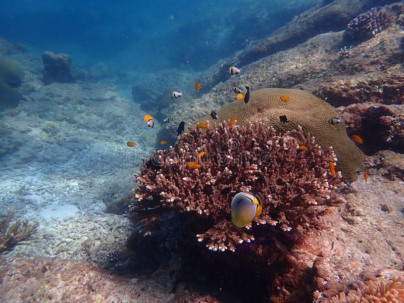 Fish and Corals Under Blue Sea, Underwater Photography Stock Image ...