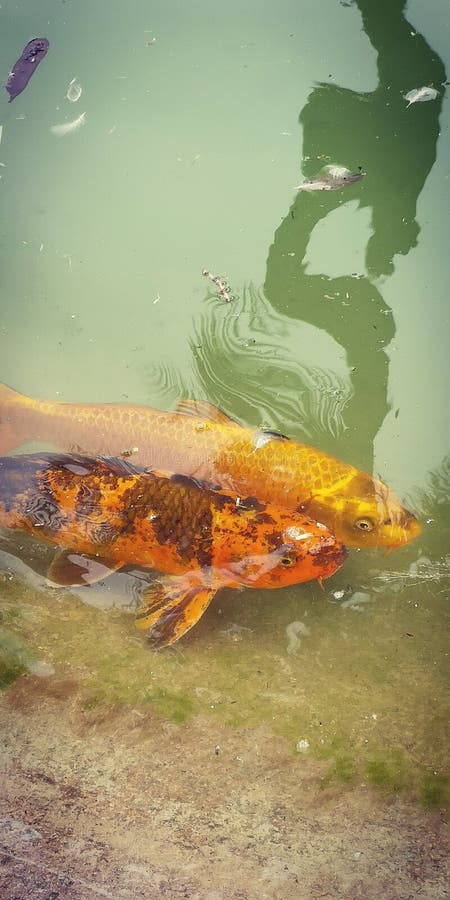 Fish couples stock photo. Image of crystal, couples - 124215226