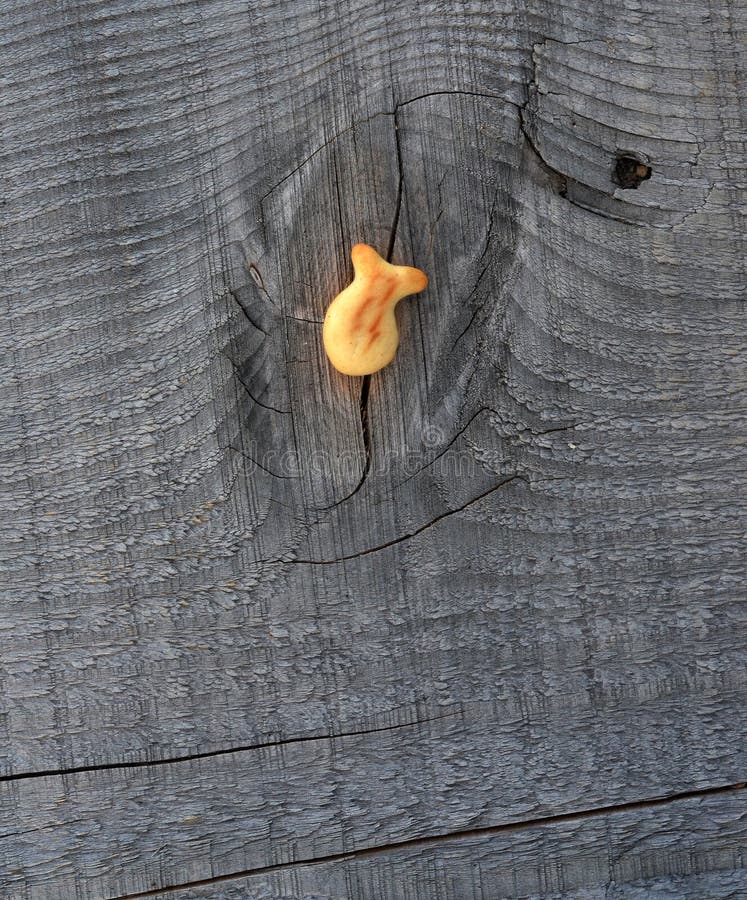 Fish cracker stock photo. Image of brown, unhealthy, single - 39323368