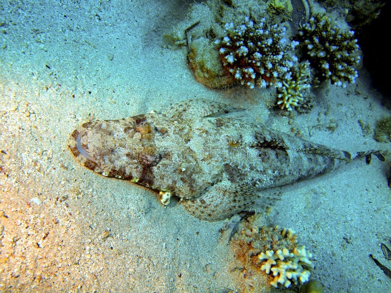 Fish-crocodile stock photo. Image of ocean, water, coral - 26224574