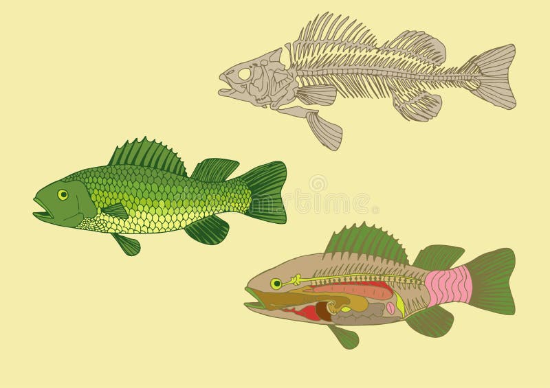 Fish Skeleton Stock Illustrations – 8,001 Fish Skeleton Stock ...