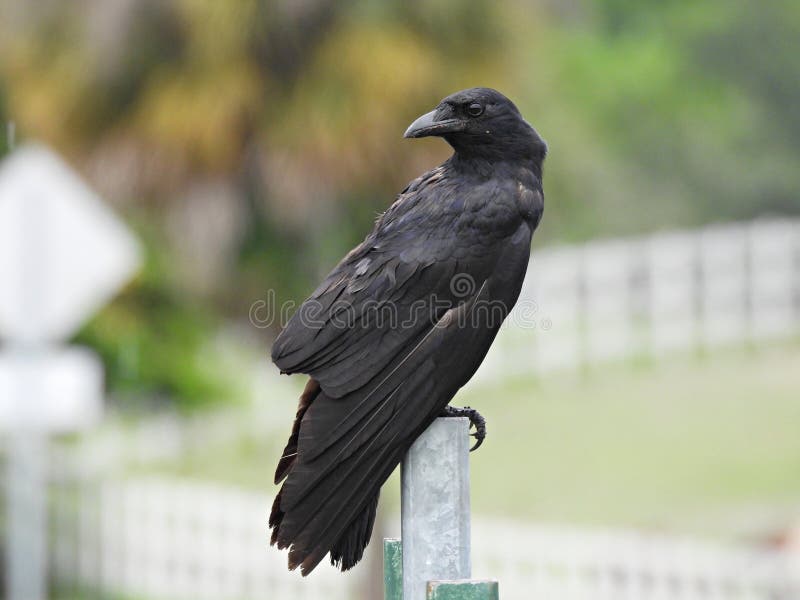 Fish Crow (Corvus Ossifragus) Stock Photo - Image of perched ...