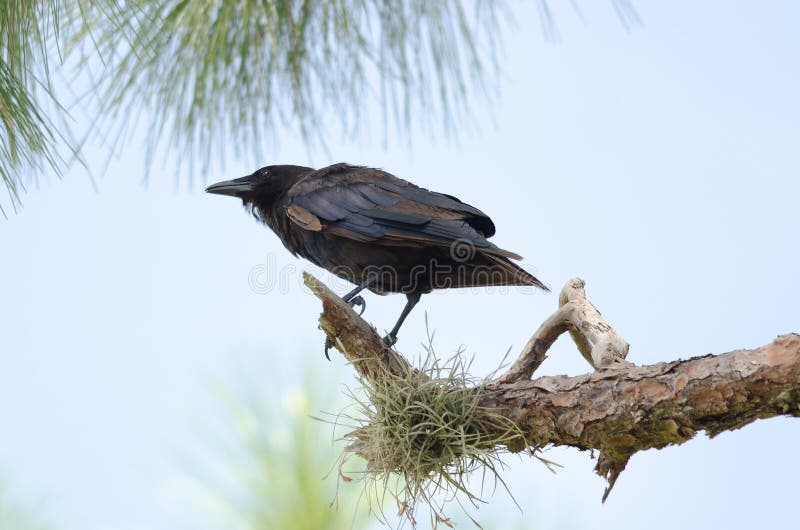 Fish Crow (Corvus Ossifragus) Stock Photo - Image of crow, aves: 33465118