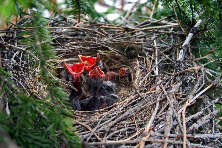 143 Lings Cirnet Stock Photos - Free & Royalty-Free Stock Photos from ...